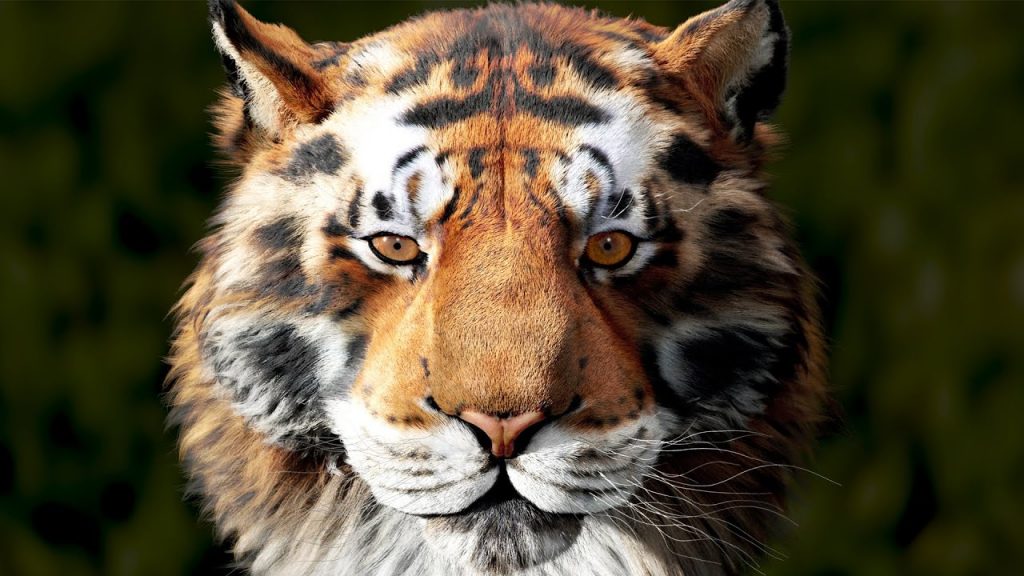 Ornatrix Archives - 3dsMaxTutorial.com